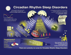 Everything To Know About Circadian Rhythm And Sleep