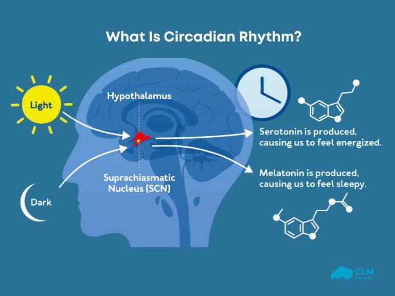 What Is Circadian Rhythm? How It Works and Factors That Affect It