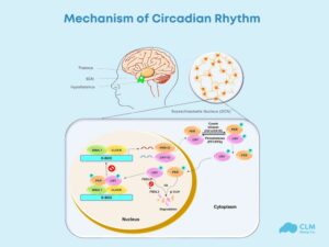 What Is Circadian Rhythm? How It Works and Factors That Affect It