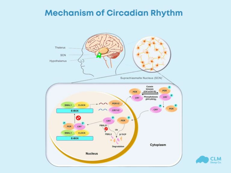 What Is Circadian Rhythm? How It Works and Factors That Affect It