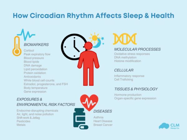 What Is Circadian Rhythm? How It Works and Factors That Affect It